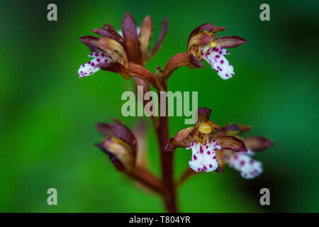 The spotted coral root (Corallorhiza maculata) is a parasitic orchid ...