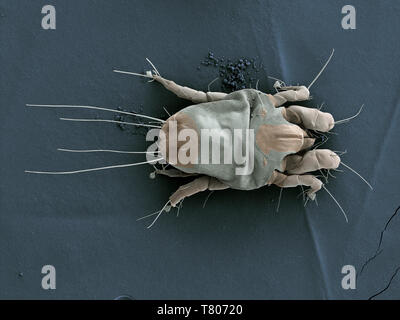 Dust mite. Scanning electron micrograph (SEM) of a house dust mite ...