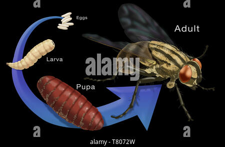Life Stages of House Fly, Illustration Stock Photo - Alamy