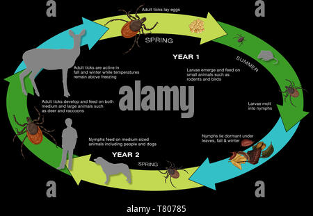 Life Cycle of the Black-legged Tick and Lyme, Illustration Stock Photo ...