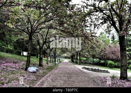Ankara, Turkey. 10th May, 2019. A general view of cherry blossom trees ...