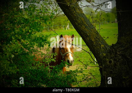 Brown horse behind trees Stock Photo - Alamy