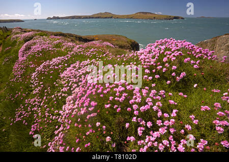 Coastline of Ramsey Island, Pembrokeshire, Wales Stock Photo - Alamy