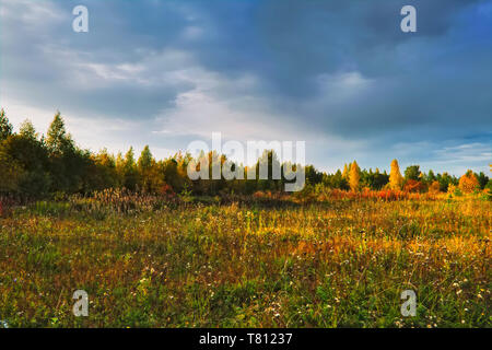 Magical Autumn Forrest. Colorful Fall Leaves. Romantic Background ...