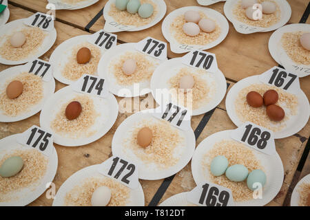 Plates of eggs on numbered paper plates laid out for judging at a ...