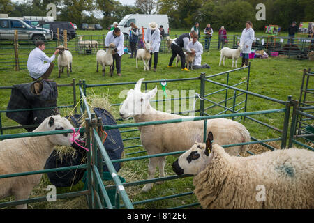 sheep judging at a country show Stock Photo - Alamy
