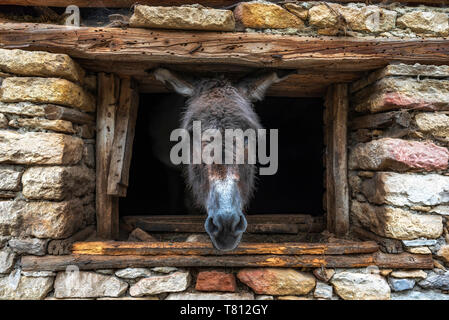Portrait of donkey looking through window of old stone building Stock ...