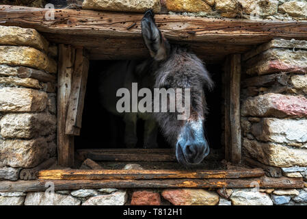 Portrait of donkey looking through window of old stone building Stock ...