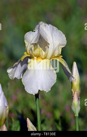 A sprout of a yellow iris Stock Photo - Alamy