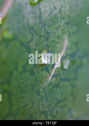Watermelon skin pattern Stock Photo - Alamy