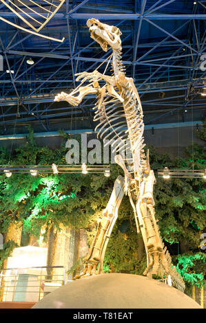 Dinosaur fossils from Changzhou Dinosaur Park, Jiangsu Province, China ...