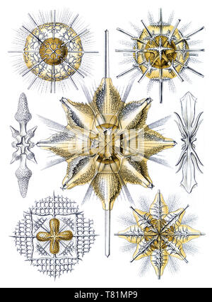 Ernst Haeckel, Acantharea, Radiolaria Stock Photo - Alamy