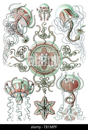 Ernst Haeckel, Cnidaria, Jellyfish Stock Photo - Alamy