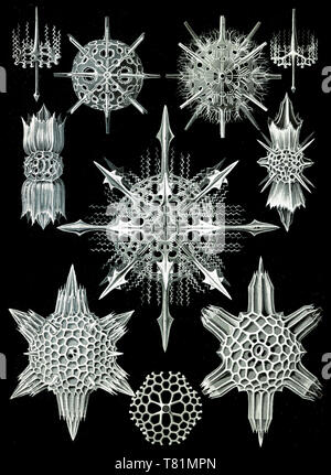 Ernst Haeckel, Acantharea, Radiolaria Stock Photo - Alamy