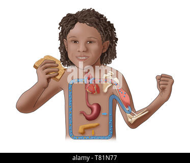 Normal Sugar & Insulin Cycle, Illustration Stock Photo - Alamy
