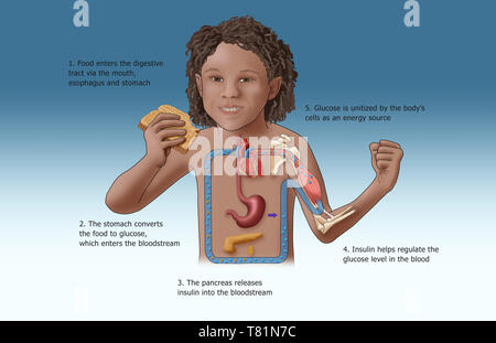 Blood sugar regulation illustration. Labeled process cycle scheme ...