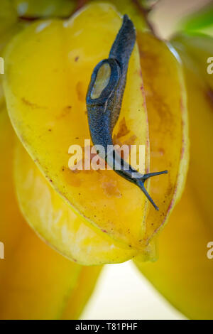 Invasive Parmarion Slug, Puerto Rico Stock Photo - Alamy