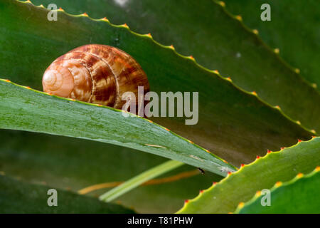 Giant African Snail in Puerto Rico Stock Photo - Alamy