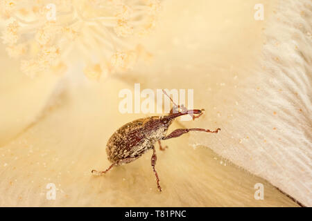 Anthonomus grandis, Cotton Boll Weevil Stock Photo - Alamy