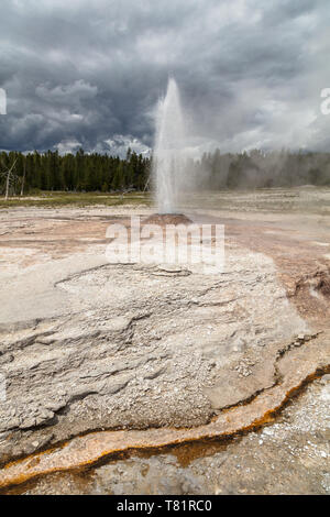 Pink Cone Geyser Erupting Yellowstone National Park Wyoming Stock Photo ...