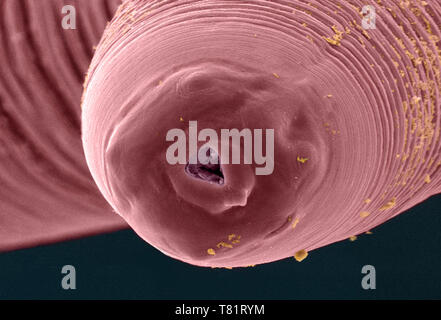 Anisakis simplex, Parasitic Worm, SEM Stock Photo - Alamy