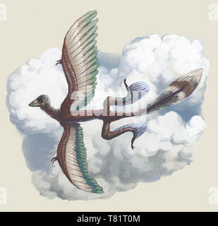 Microraptor fossil, a Feathered Dinosaur, the early Cretaceous Period ...