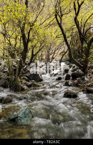 Darakeh River among the forest with trees, tehran, iran Stock Photo - Alamy