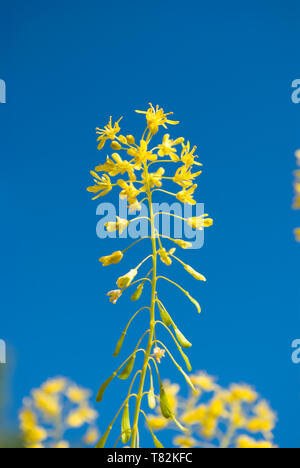Yellow flowers of Woad plant Brassicaceae Isatis Tinctoria Stock Photo ...