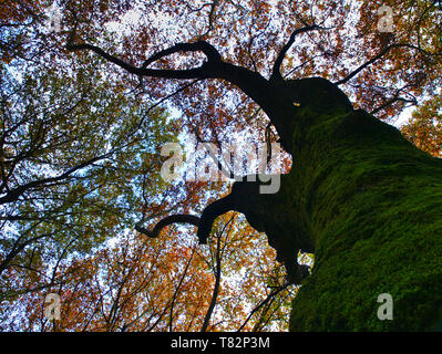 Looking up at vibrant autumn sycamore trees with colorful foliage ...