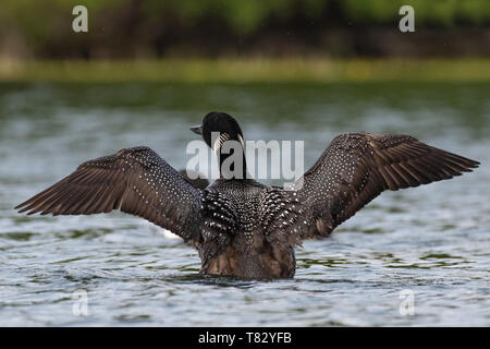 Common Loon Spreading Its Wings Stock Photo - Alamy