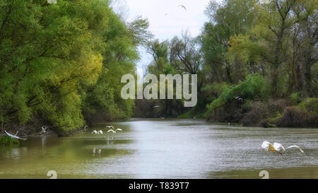 Egret, egretta garzetta in Danube Delta, Romania Stock Photo - Alamy