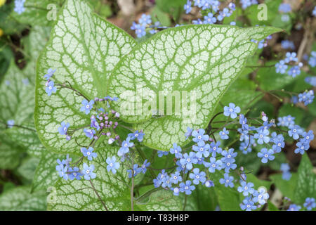 Siberian Bugloss Brunnera macrophylla 'Alexander's Great' Stock Photo ...