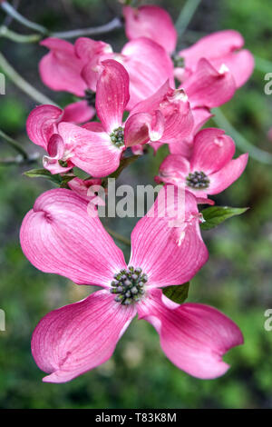 Cornus florida Rubra Garden spring flowering shrub with pink flowers ...