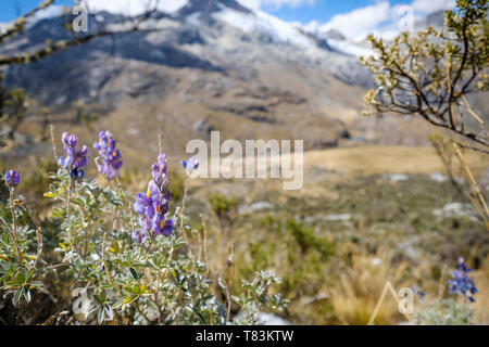Chocho andino, Tarwi or Andean Lupin (Lupinus mutabilis) is a beautiful ...