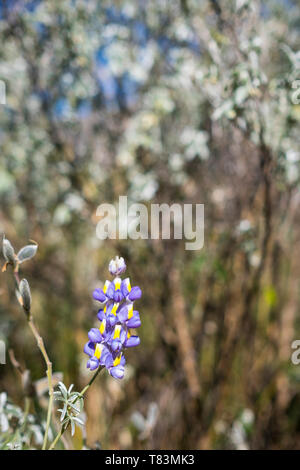 Chocho andino, Tarwi or Andean Lupin (Lupinus mutabilis) is a beautiful ...