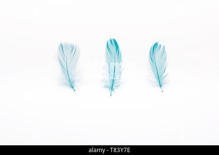 Three feathers isolated on white Stock Photo - Alamy