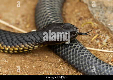 Tiger snake - Notechis scutatus highly venomous snake species found in ...