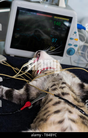 cat with EKG probes on the skin and rectal probe inserted to monitor ...