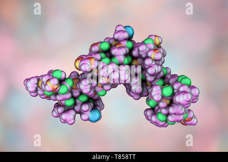 Parathyroid hormone, molecular model Stock Photo - Alamy