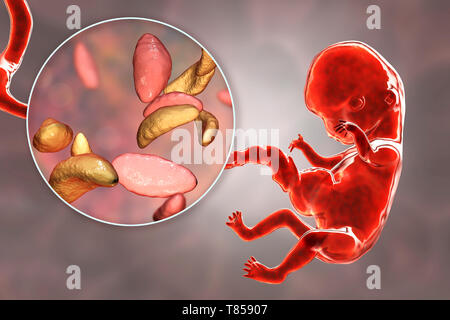 Transplacental transmission of Toxoplasmosis, illustration Stock Photo ...