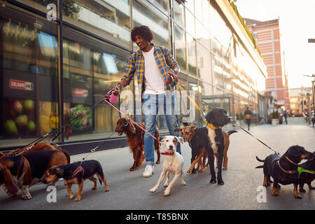 Dogs on the streets on leash with smiling man professional dog walker ...