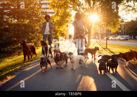 Dog walker at work. Couple dog walker walking with dogs in the park ...
