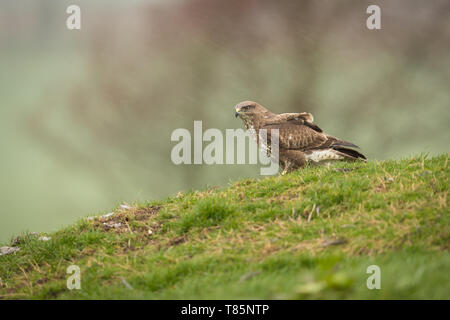 Buzzard in the rain on a hill top Stock Photo - Alamy