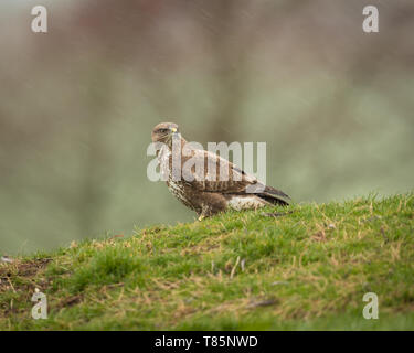 Buzzard in the rain on a hill top Stock Photo - Alamy