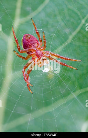 Red Orb Weaver spider Stock Photo - Alamy