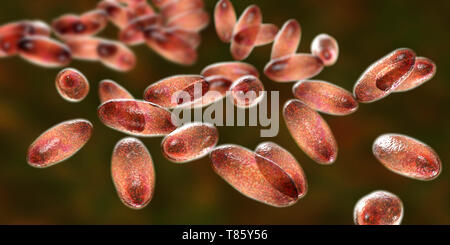 3d illustration of plague bacteria (Yersinia pestis). These are Gram ...