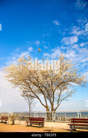Baltic sea, pear blossom on a beach promenade Stock Photo - Alamy