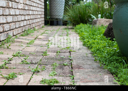 Grass between sidewalk tiles, overgrown with grass urban environment ...