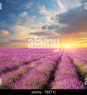 Lavender beautiful meadow. Spring time. Nature composition Stock Photo ...