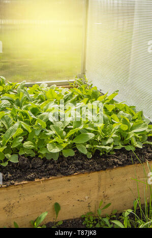 Rules for growing early radishes in a greenhouse. Beds of juicy young ...